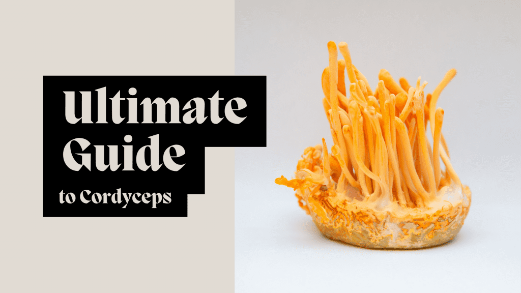 Ultimate Guide To Cordyceps: The Fungus With Surprising Health Benefits ...